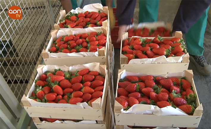 Las exportaciones de frutas y hortalizas caen un 13,5 por ciento los dos primeros meses del año ...